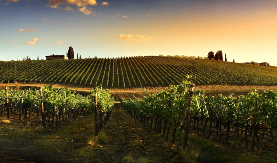 Vin italian: harta | VinoItalia